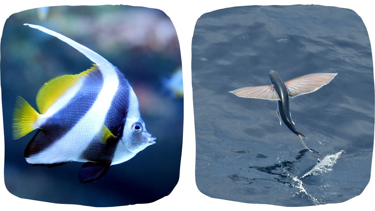 Guess The Whale Shark, Orca, Angelfish, Flying Fish, Pearl Shell- Sea ...