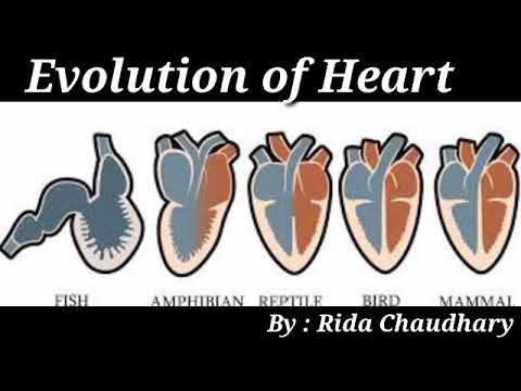 Evolution of Heart || Class 1st year - YouTube