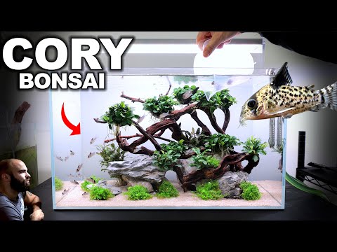 The Cory Bonsai Tree Tank w/ Endler Guppies