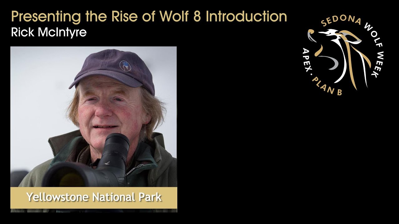 Rick McIntyre Presenting his book the Rise of Wolf 8 - Sedona Wolf Week ...