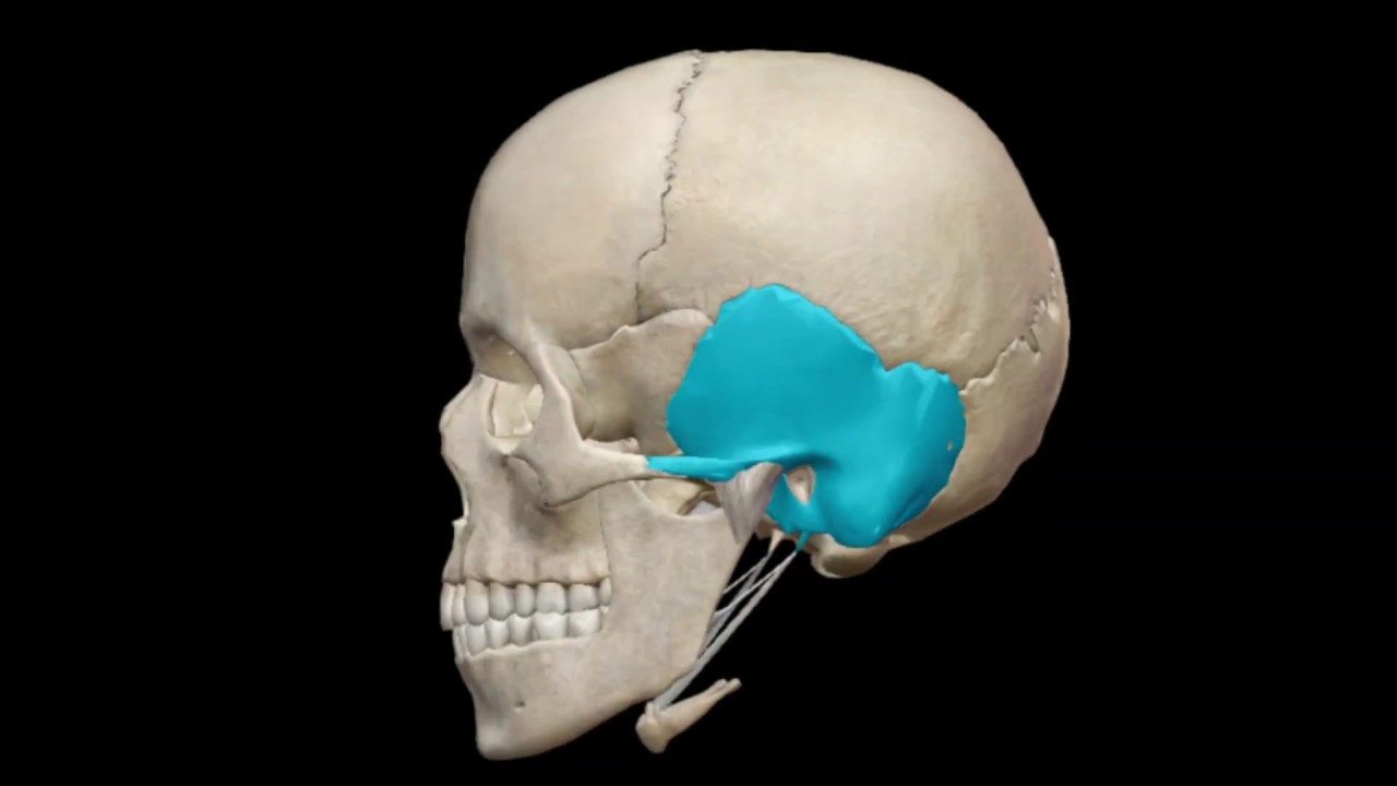 Ossos do Crânio- ANATOMIA 3D - YouTube