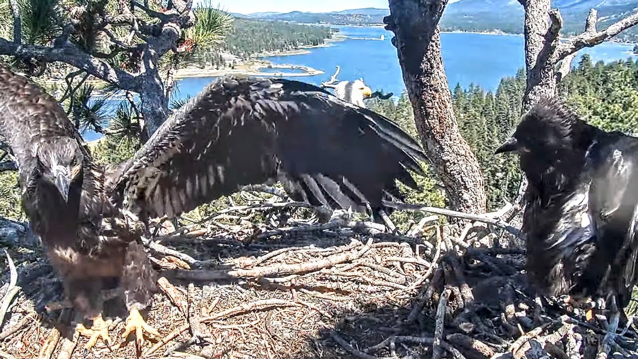 Kids close view )). Kids self feed 🦈 )). Wings ️ ️. Sunny roosts on ...