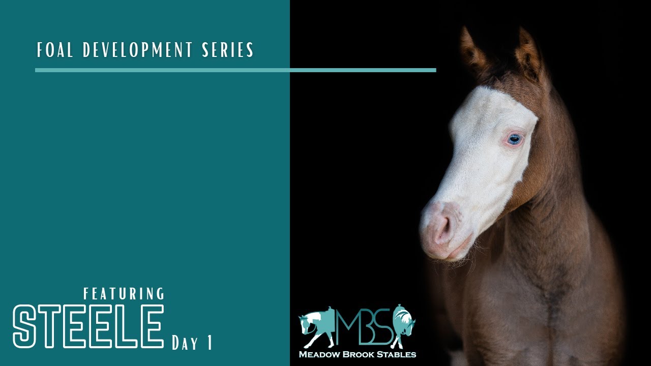 Foal Development Series - Steele - Day 01 - YouTube
