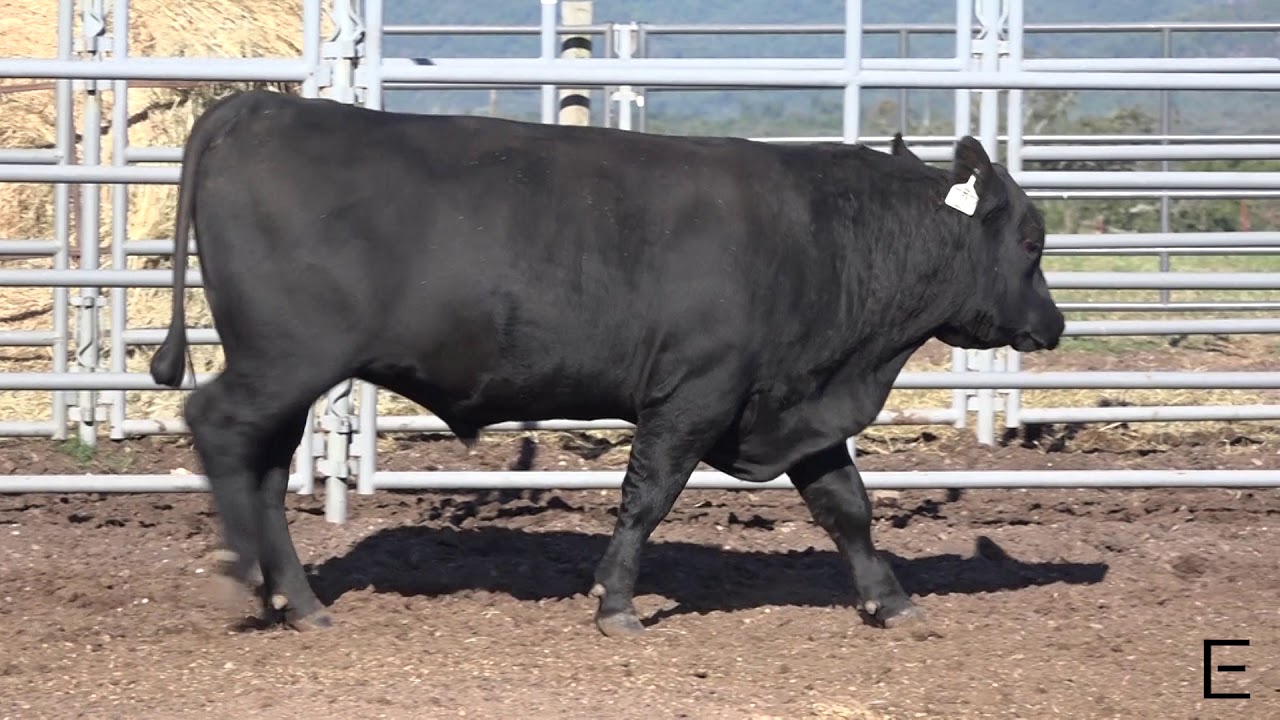 Kirkes Black Angus Ranch LOT 71 - YouTube