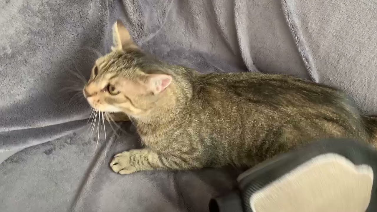 Most complaining cat - YouTube