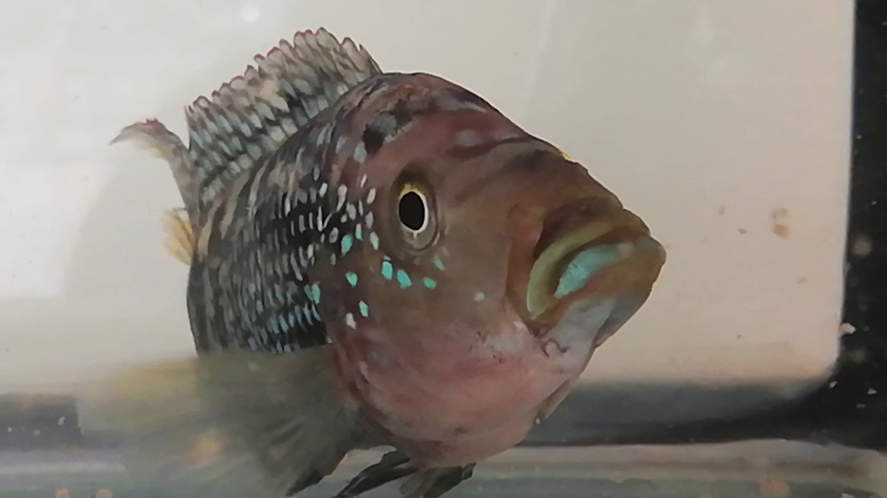 A fish named Mick 😎 Jagger - YouTube
