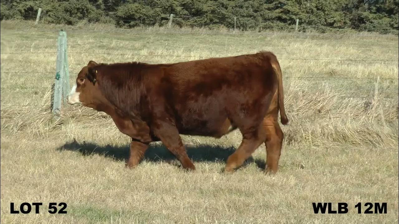 WLB Livestock - Lot 52 - Keystone Konnection - December 3, 2024 - YouTube