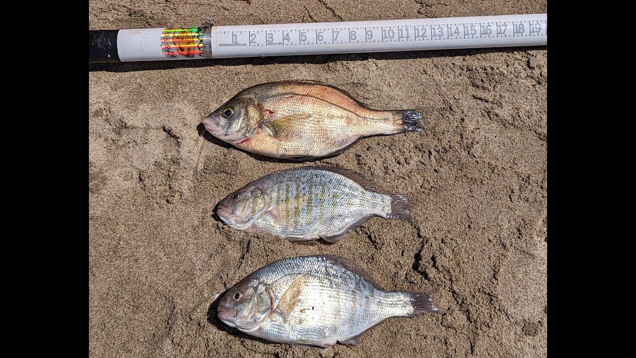 This is a reminder to check your watch for the bite time. - YouTube