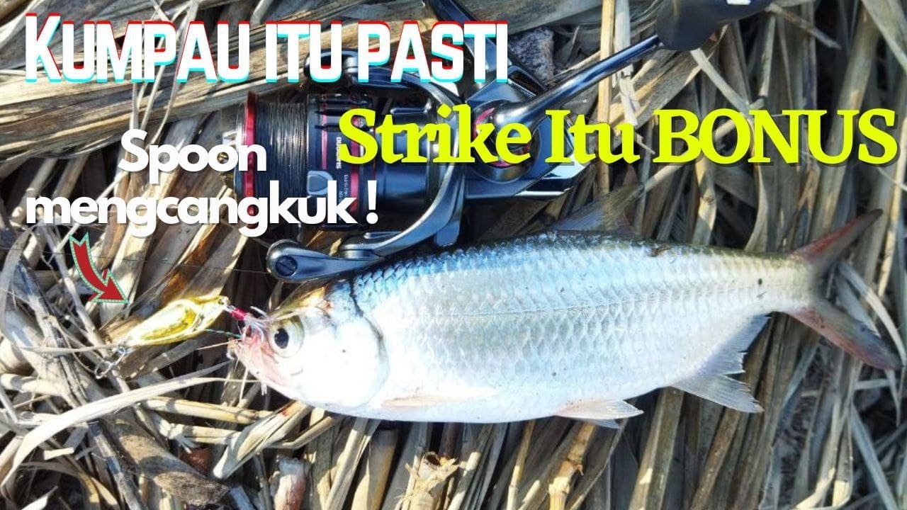 Casting ikan Bulan/ tarpon menggunakan spoon ! - YouTube