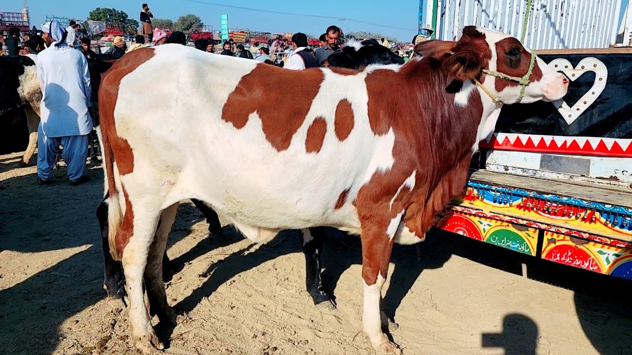 Australian friesium guy Mandi animal milk Mandi - YouTube