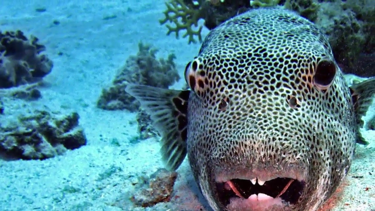puffer fish in a nutshell and amazing Life Story 2021 - YouTube