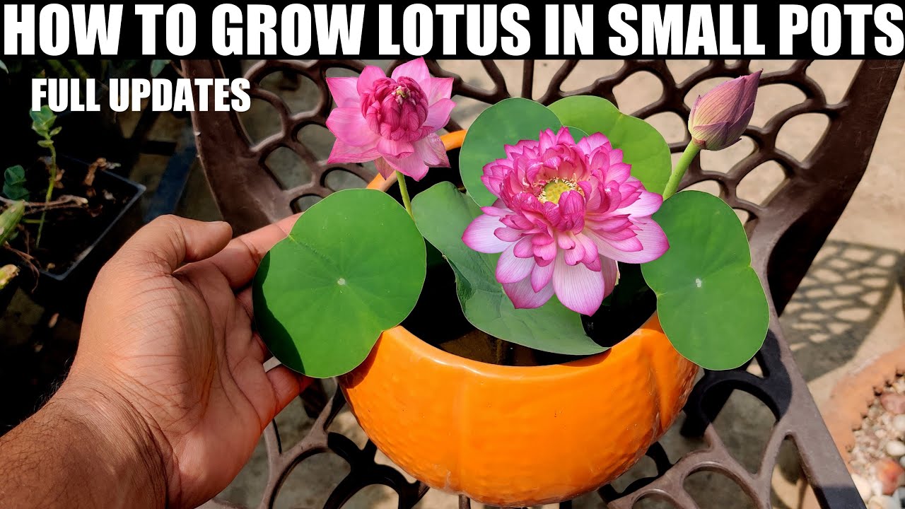 How to Grow Lotus Plant at Home | MICRO/BOWL VARIETY | FULL UPDATES ...