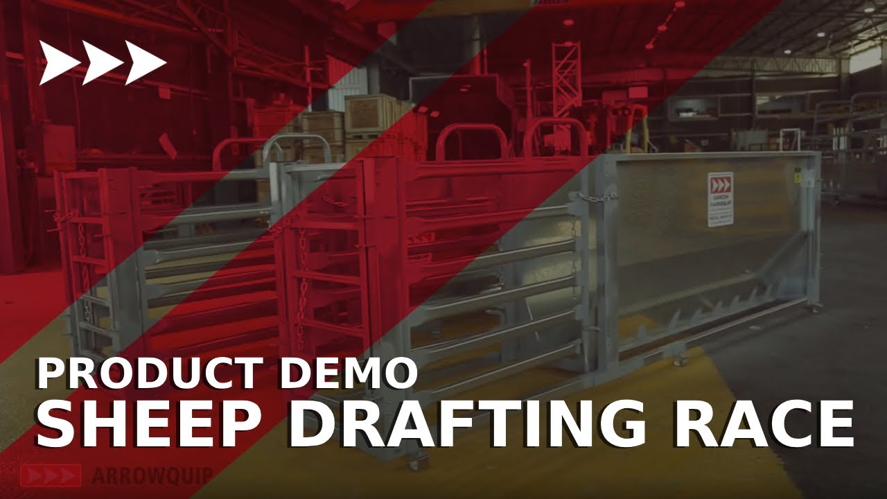 Sheep Drafting Race Demo - Easiest Way To Draft Sheep - YouTube