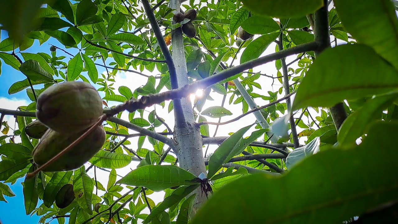 Cara Mengenal Pohon Pachira Aquatica Tanaman Pembawa Hoki Menurut Feng ...