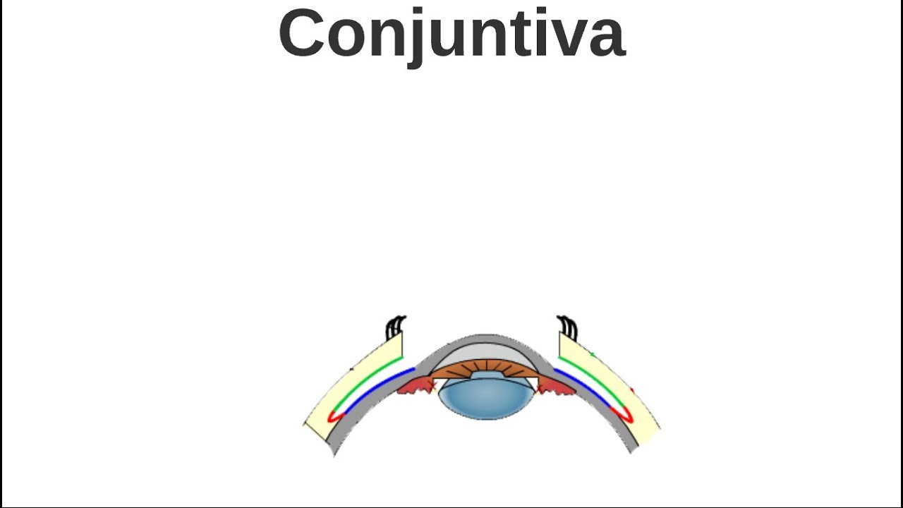 Aula 01 Anatomia ocular - Conjuntiva - YouTube
