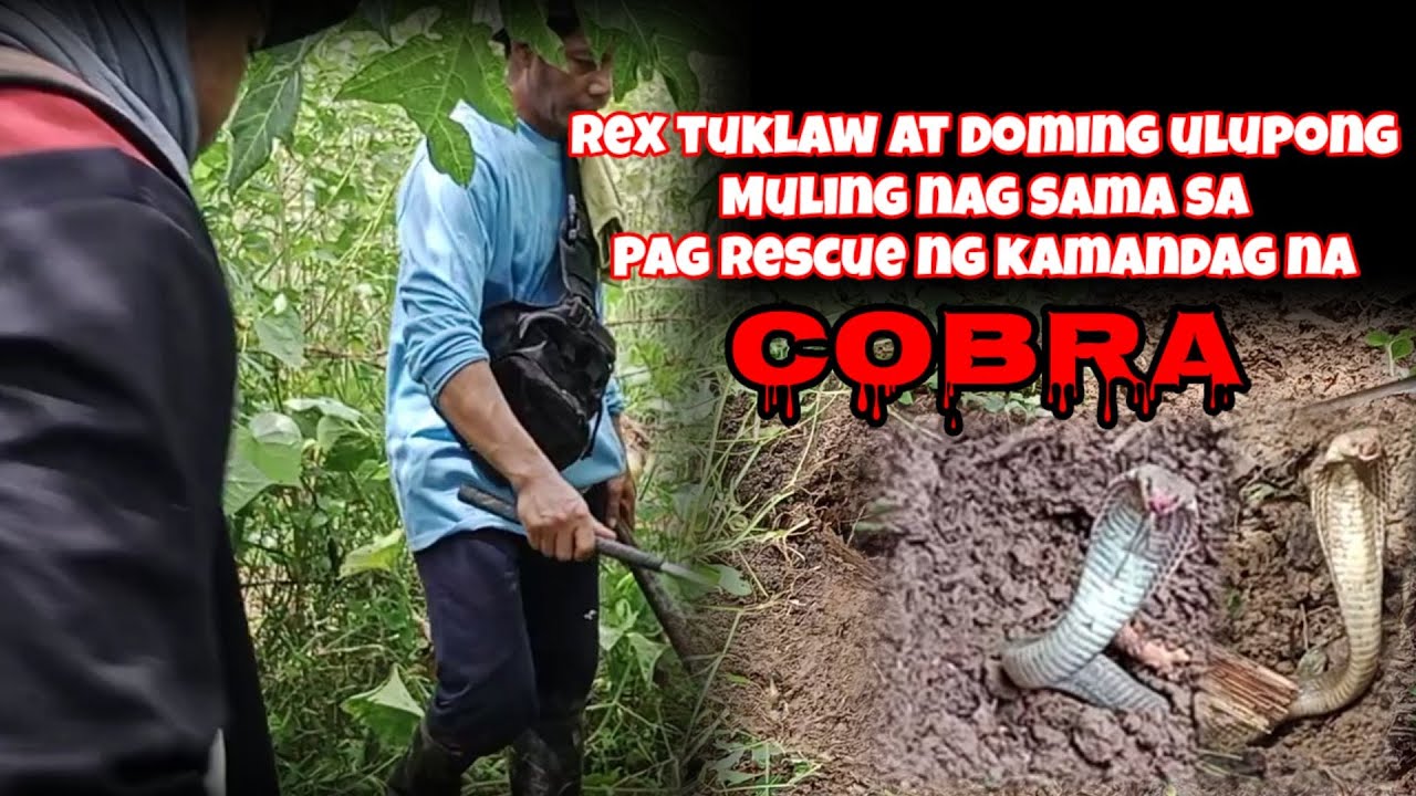 Rex tuklaw at doming ulupong muling nag sama sa pag rescue ng ...