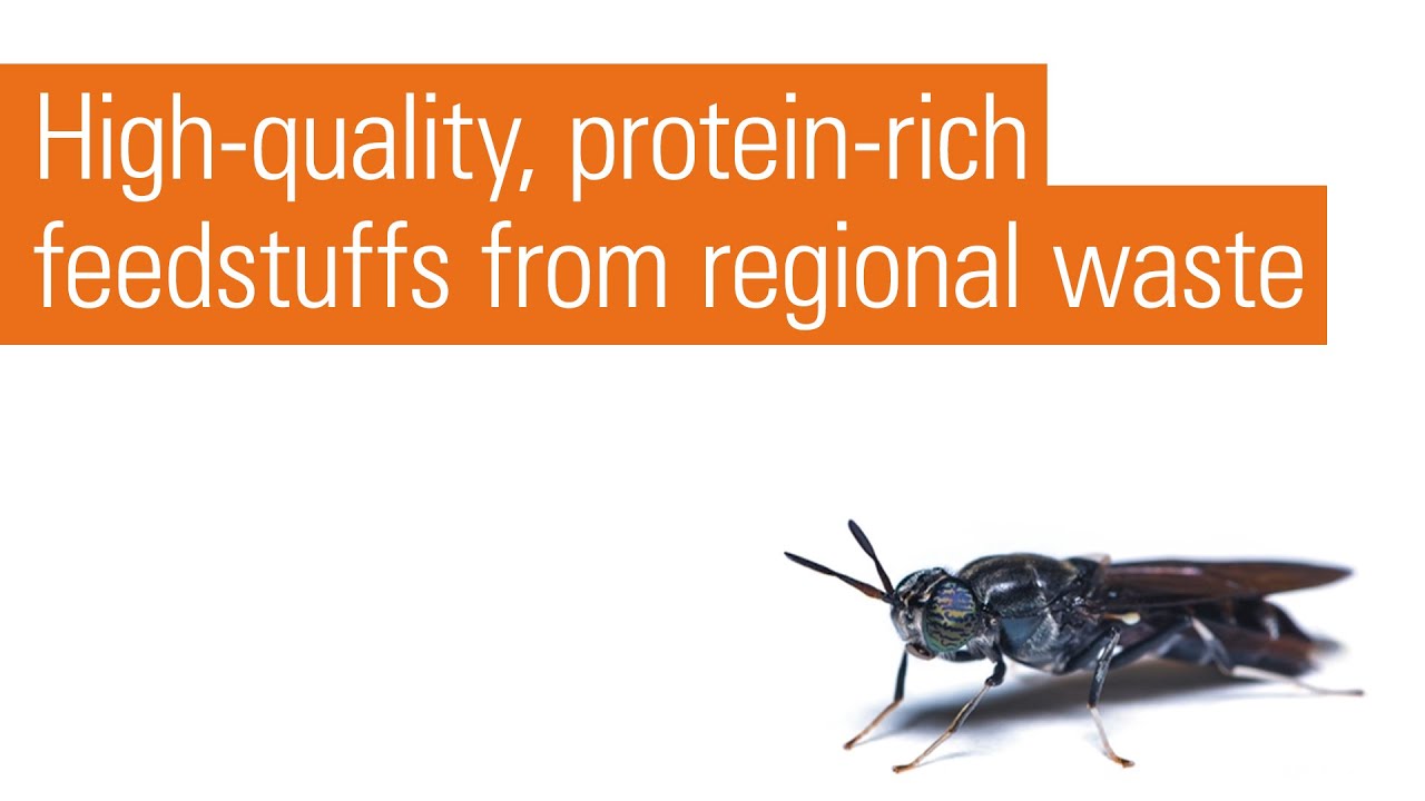 Better Insect Solutions | Complete insect farms - YouTube