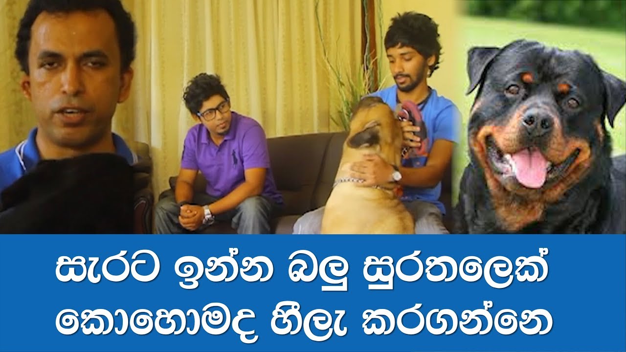 How to training your dog | Sinhala | AAYU TV - YouTube