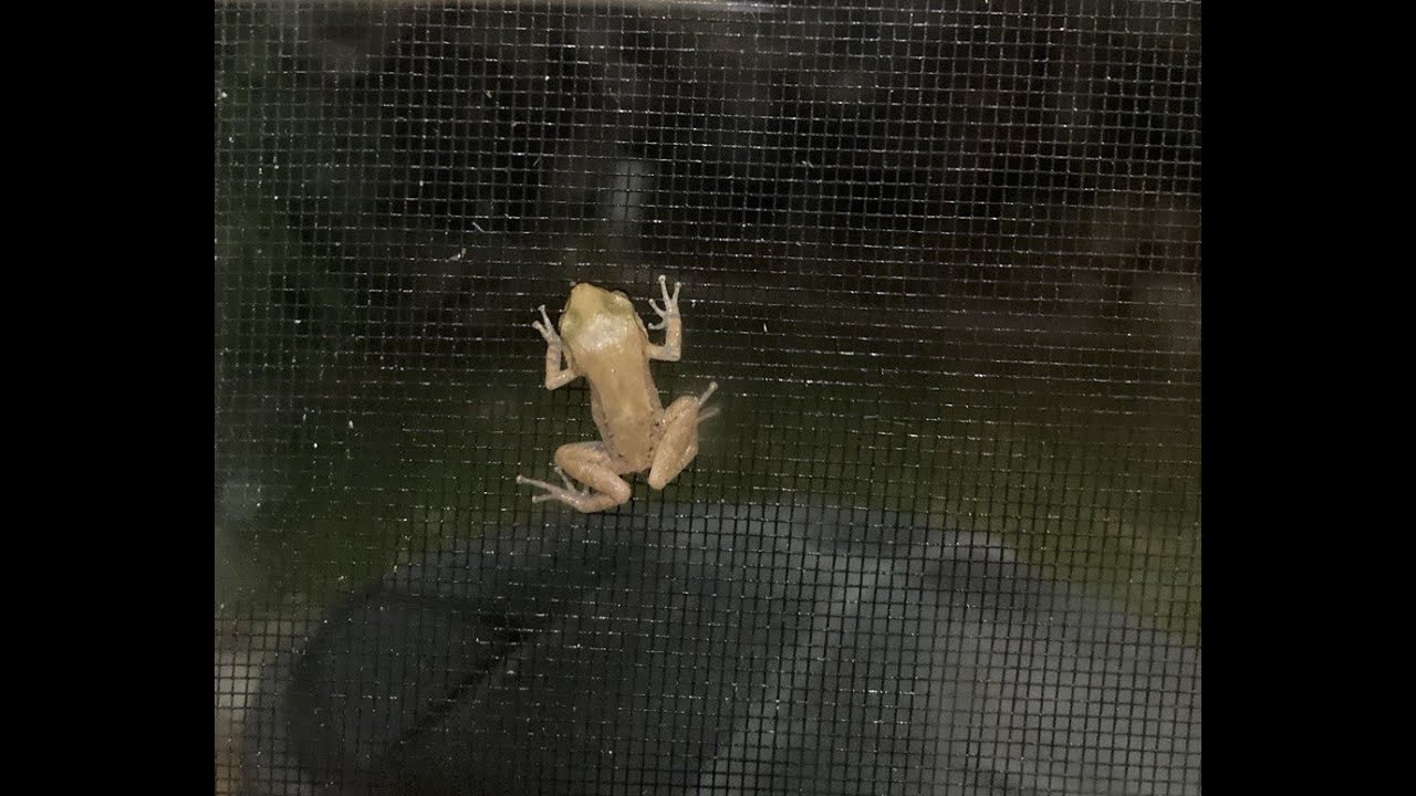 Bermuda Whistling Tree Frogs - 5 Hours of White Noise - YouTube