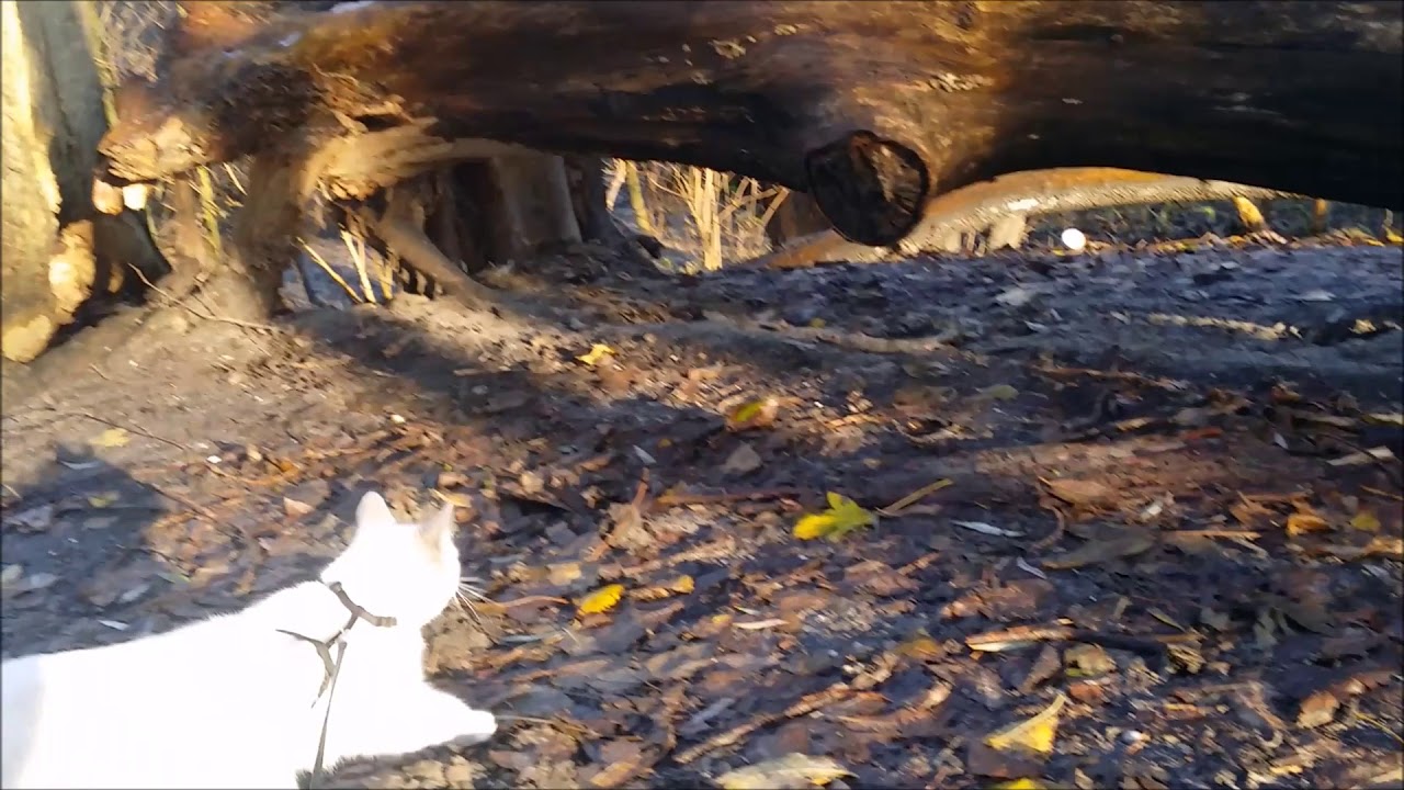 Gefladder - Disney door Ruige Riet Sloterpark - YouTube