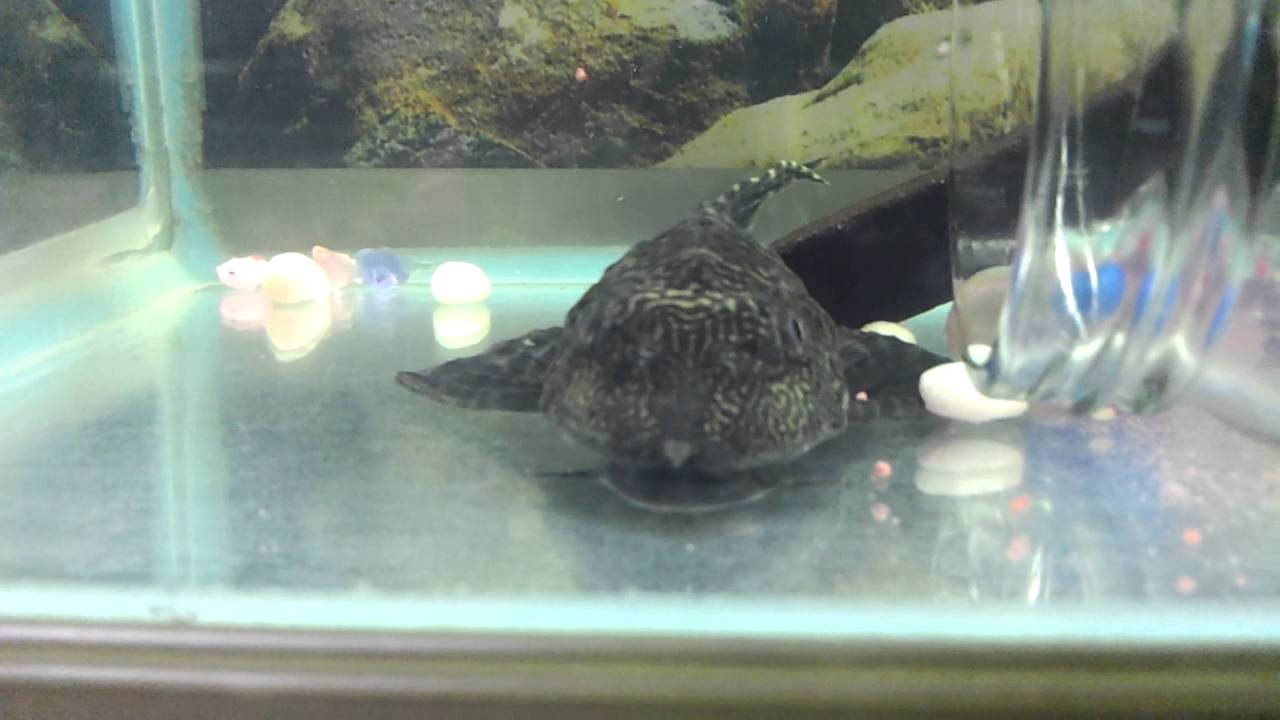 Cute pleco - YouTube