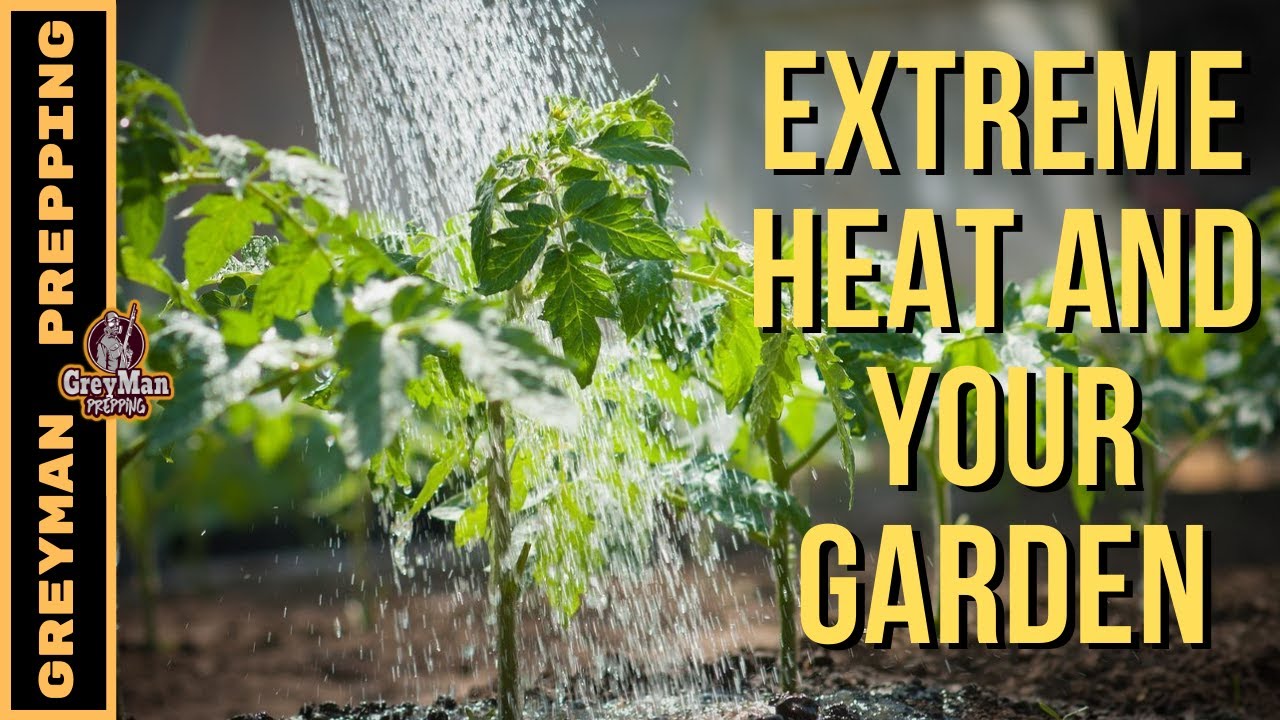 Dealing With Extreme Heat In Your Summer Garden? - YouTube