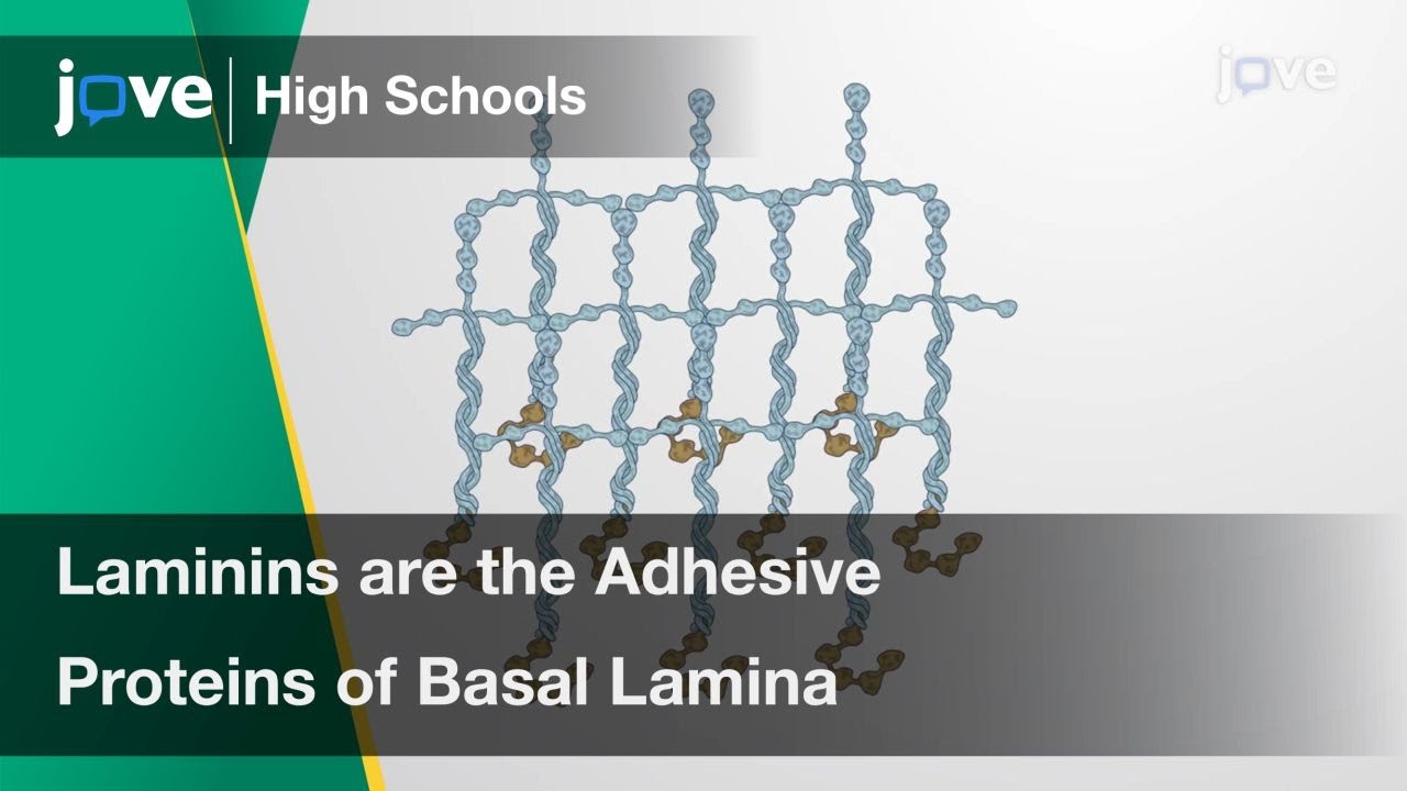 Laminins are the Adhesive Proteins of Basal Lamina | Cell Bio | Video ...