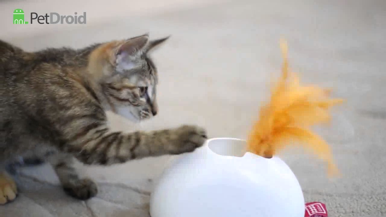 Gigwi Pet Droid for cats - YouTube