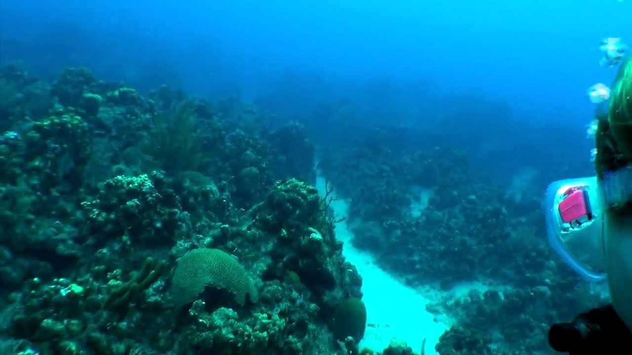 Grand Cayman Sunset House Shore Dive - YouTube