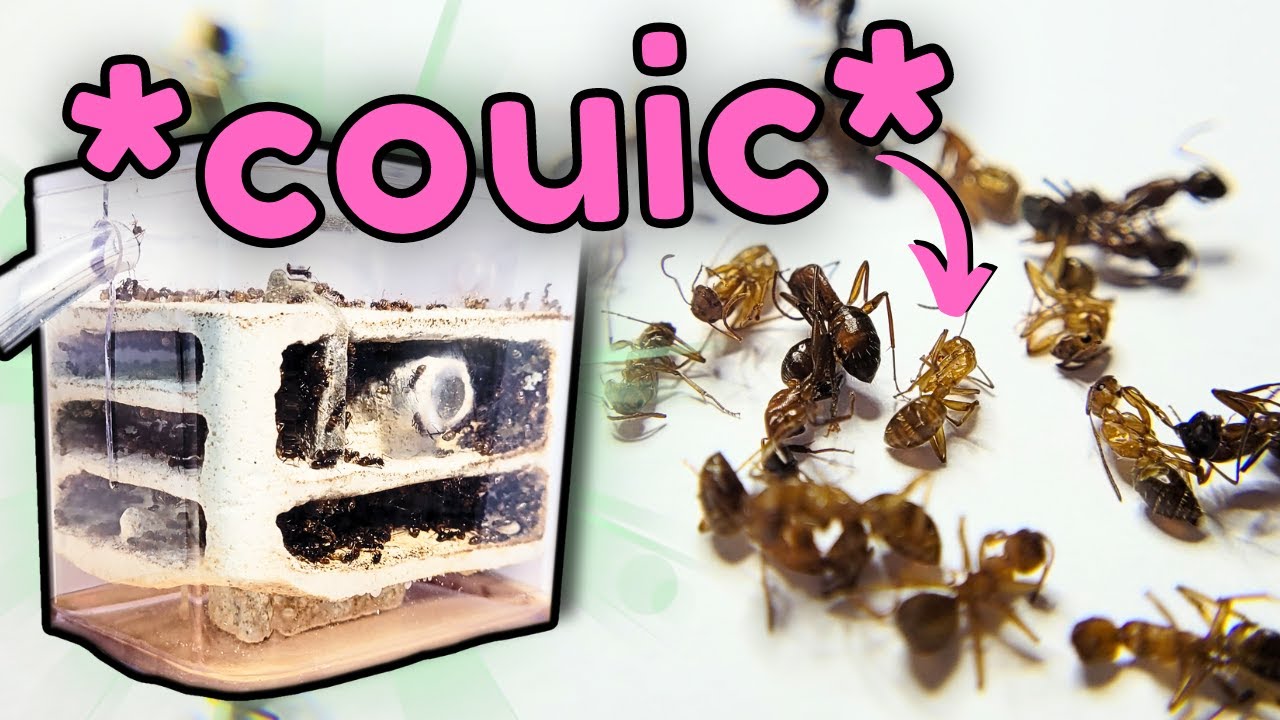 Rude hiver pour mes fourmis [Camponotus ligniperda + Formica fusca ...