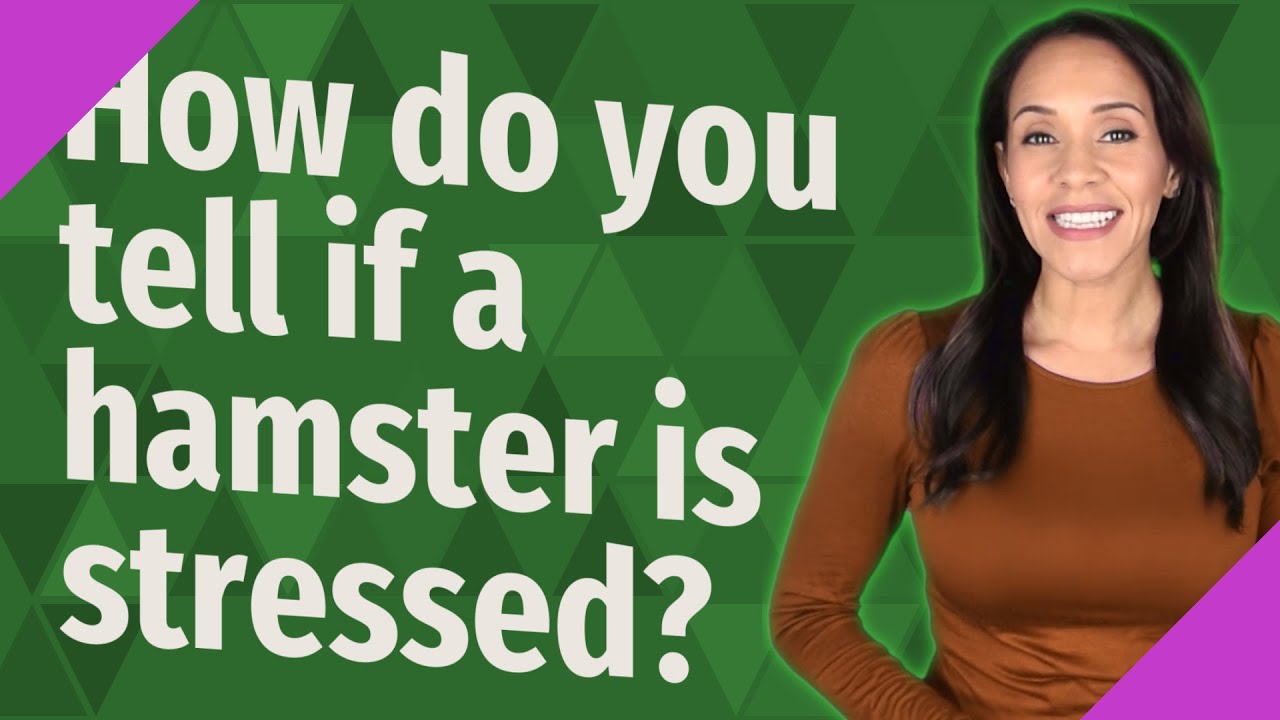 How do you tell if a hamster is stressed? - YouTube