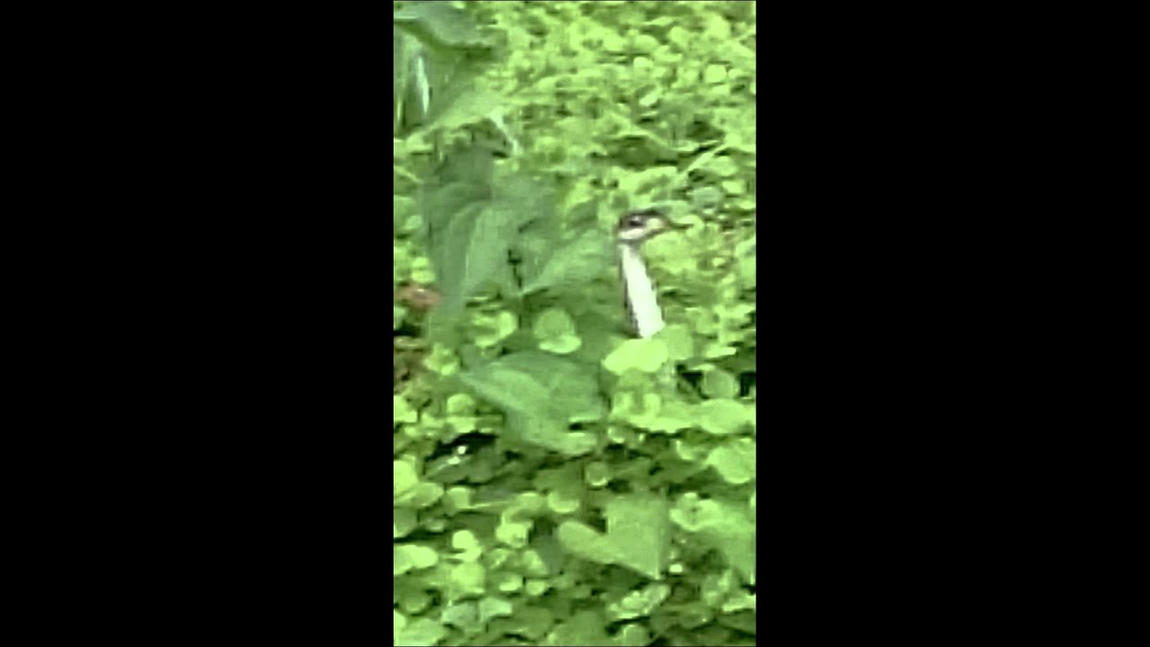 Snake standing upright - YouTube