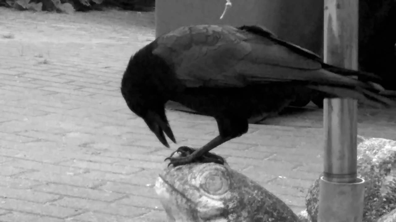 Our crow cracking another nut! - YouTube