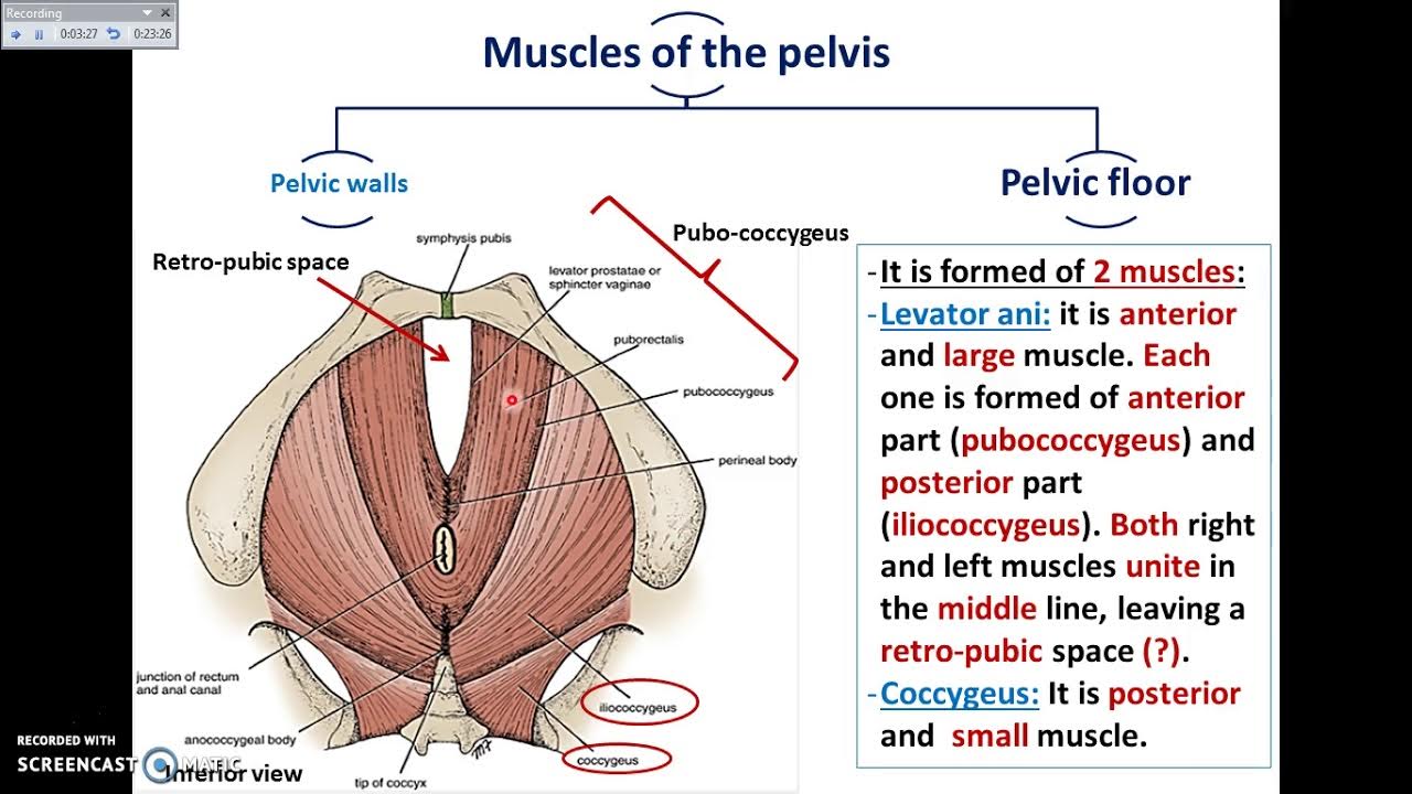 Overview Of Pelvis 2 Muscles Of Pelvis Drahmed Farid Youtube