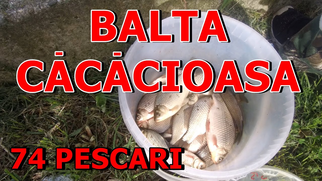 74 DE PESCARI PE BALTA CĂCĂCIOASA PRIND CĂRĂȘEI (PESCUIT IN PROHIBITIE ...