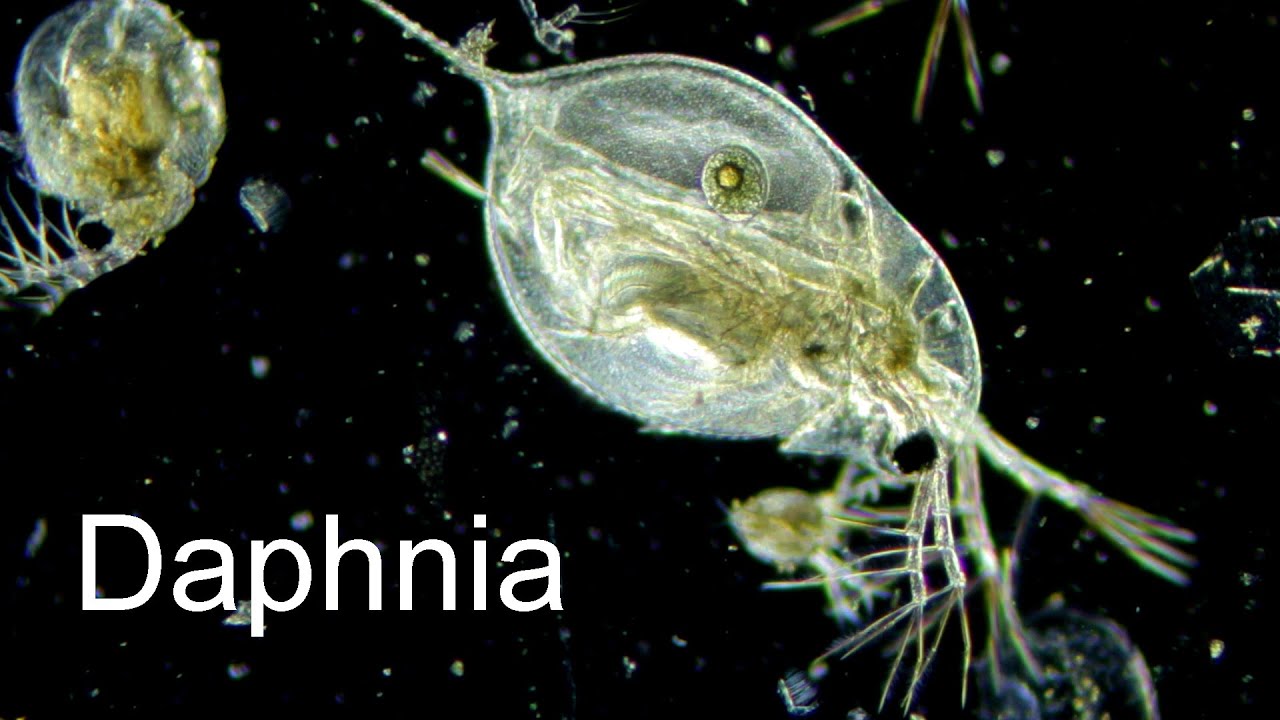 Daphnia. Microscope (ZEISS Axiovert, dark field, magnification x80 ...