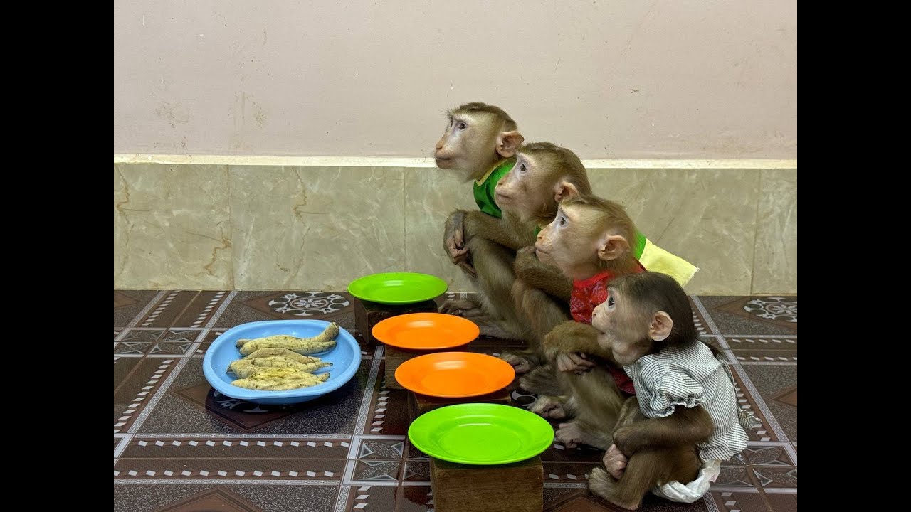 4 Siblings Sit Very WELL-MANNERED Waiting Mom To Come & Feed Them ...