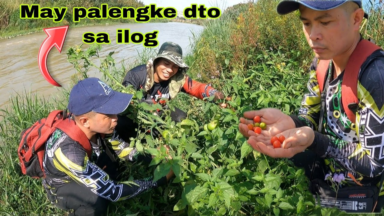 NAMANGHA C DUDUY CHANEL SA DAMI NG LIGAW NA KAMATIS SA ILOG,NASA ILOG ...
