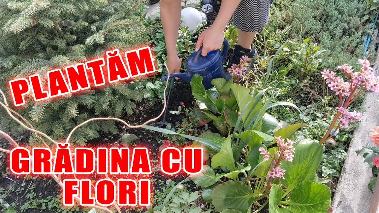 Plantam flori in minigradina noastra. Shoping dupa plante si rasaduri ...