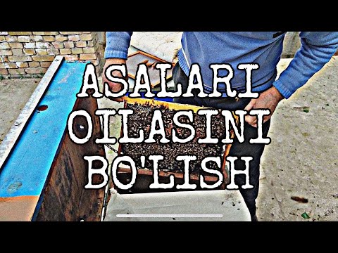 ASALARI OILASINI BOLISH | 11.04.2026