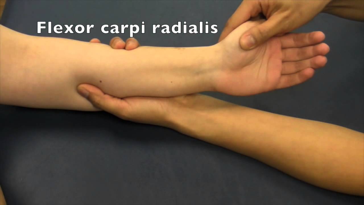 Humber College MSTH-153 Manual Muscle Testing of the Forearm and Wrist ...