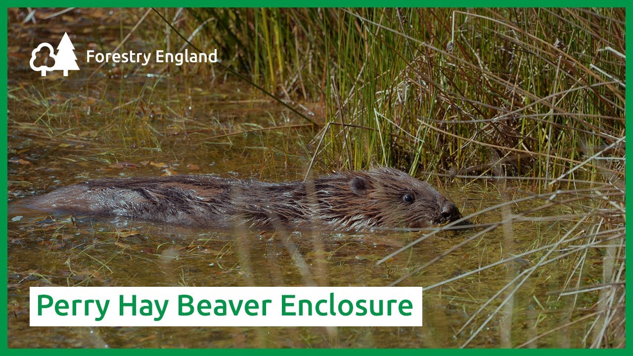 Perry Hay Beaver Enclosure - YouTube