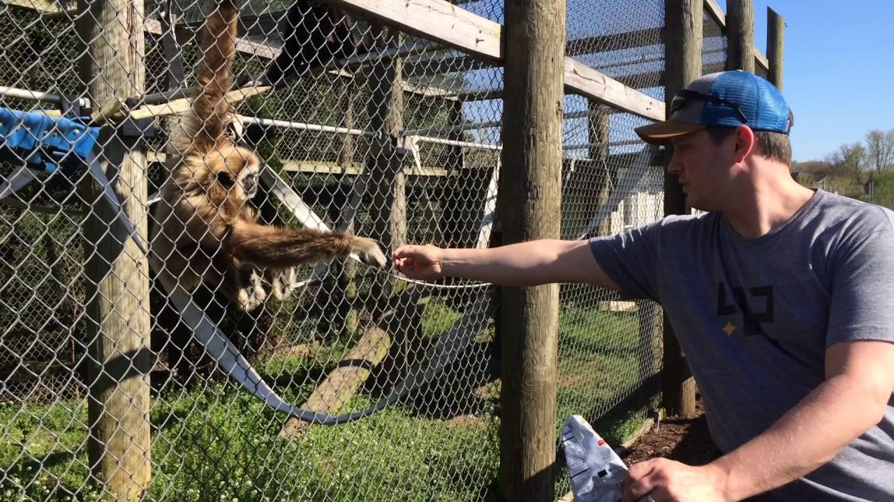 sean monkey - YouTube