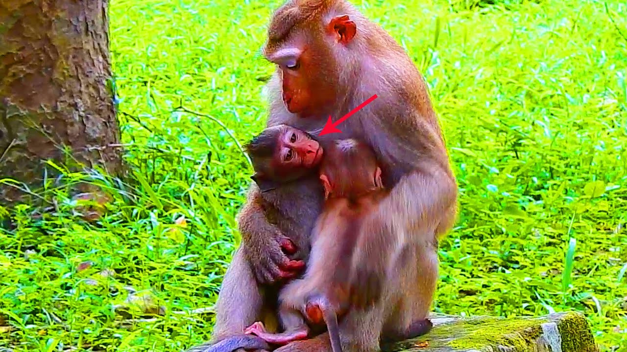 Strange young monkey ask for breastfeeding with Luno, Luno refused unknow monkey milk from his ...