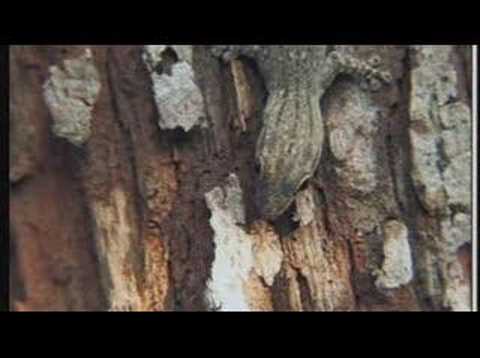 Gecko coaxes honeydew from a leafhopper - YouTube