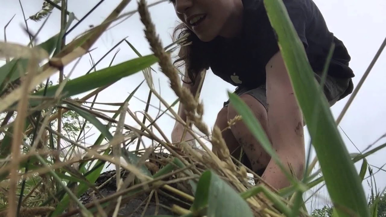 How to Safely Pick Up a Snapping Turtle - YouTube