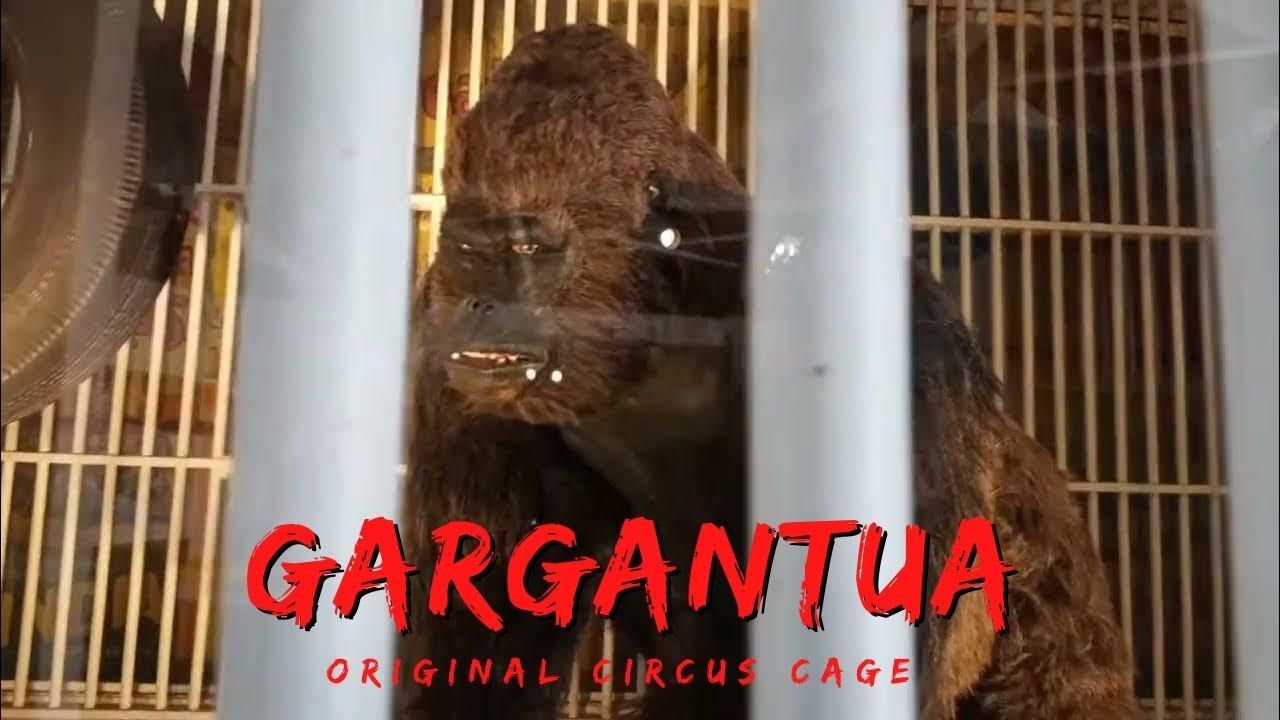 Gargantua Gorilla