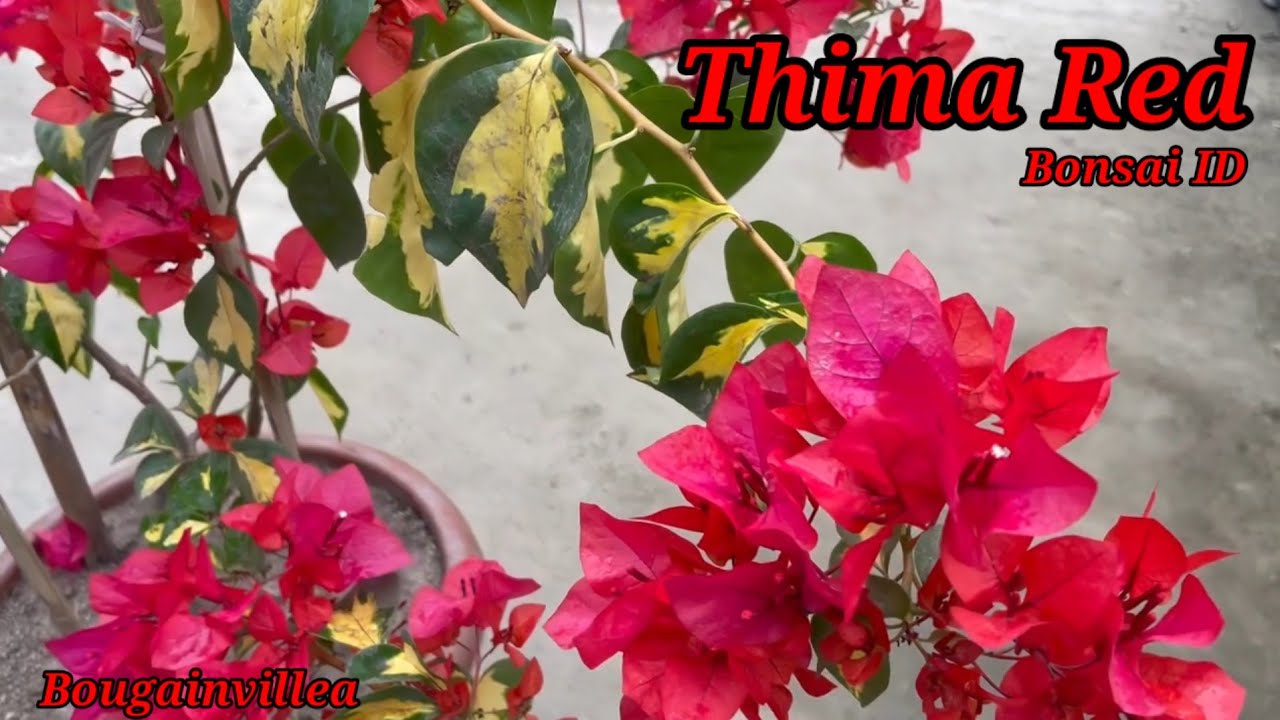 Bougainvillea - Thima Red #bougainvillea #bungakertas #bougainville # ...