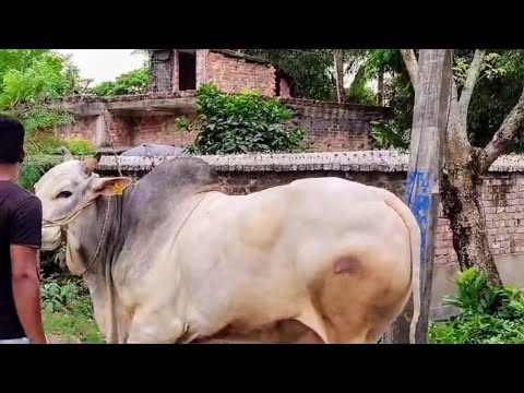 Andhra Bull Punjab Gai || বিক্রয় হইবে 2025 - YouTube