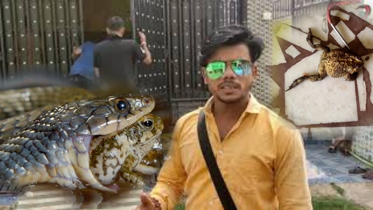 Checkered Kill back snake found in one of the house of Govindnagar ...